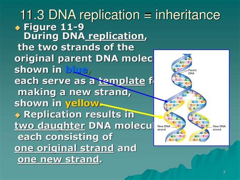 Chapter 11 DNA and the Language of Life (protein synthesis) - ppt download