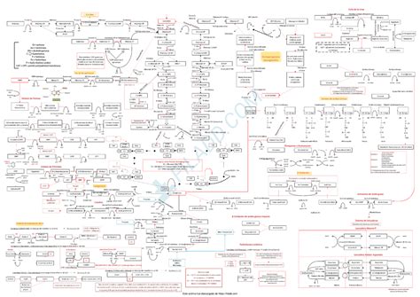 Mapa Mapa Metabolico Rutas Metabolicas Metabolismo Mapas Porn Sex Picture