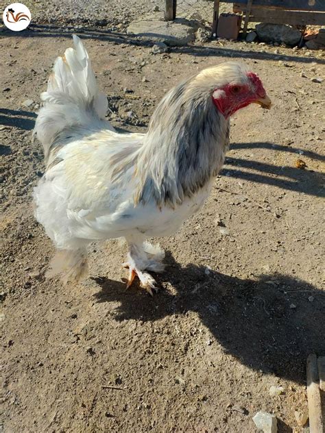 GSG WYANDOTTE SİLVER WYANDOTTE TAVUK BRAHMA HOROZLAR