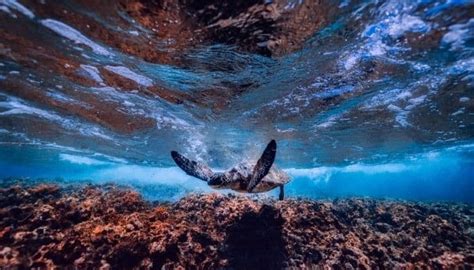 Turtle Dreams Hidden Meaning And Interpretation 10 Dream Scenarios