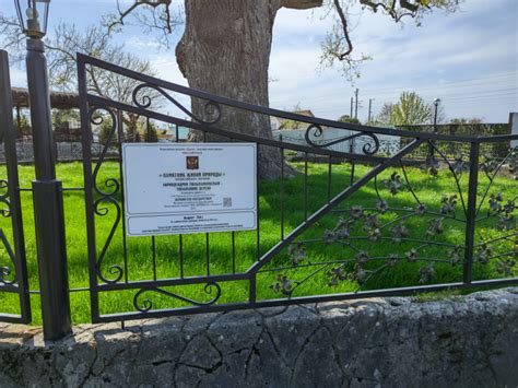 Тюльпановое дерево Головинка