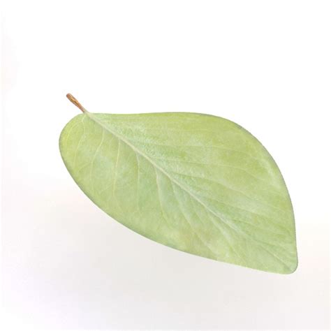 3d Model Leaf