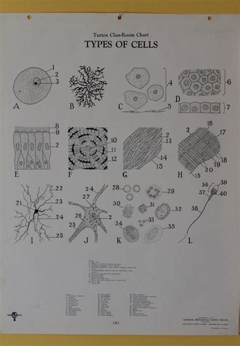 Vintage Cell Types Classroom Chart From Turtox Etsy