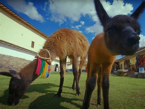 Why Are Llamas Important In Peru At Jake Woolley Blog