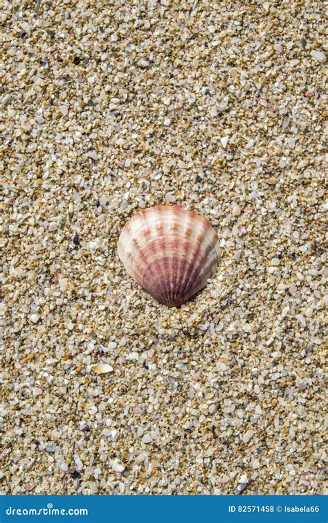 Sea Shell Pecten Scallops Saltwater Clams Isolated On White