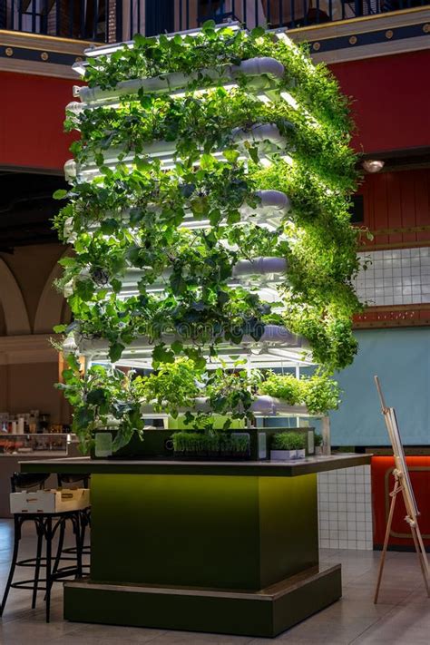 Cultivo De Plantas De Especias Albahaca De Menta De Lechuga En Una