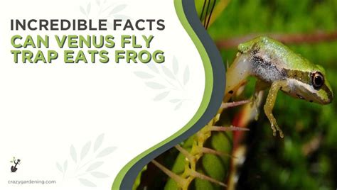 Can Venus Fly Trap Eat Frog Venus Flytraps Diet Facts 2025