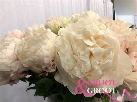 Class Act Peony Roots Groot And Groot