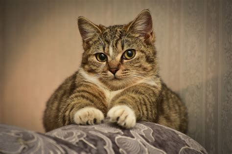 Amassar P Ozinho Por Que Os Gatos Afofam Mundo Interessante