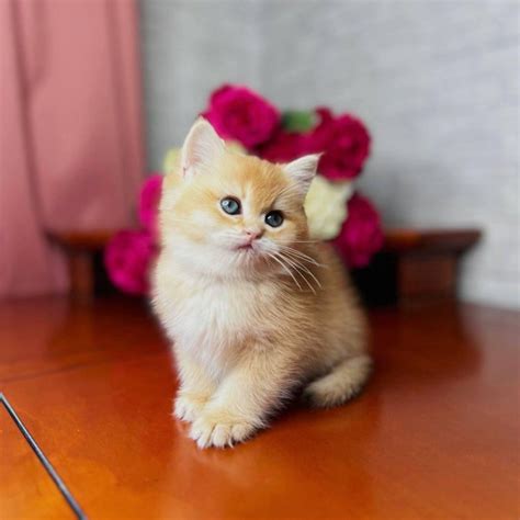 Британские котята золотая шиншилла голубое золото купить в Москве цена 35 000 руб продано