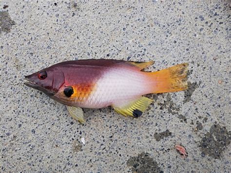 スミツキベラの釣果釣り情報まとめ アングラーズ 釣果600万件の魚釣り情報サイト