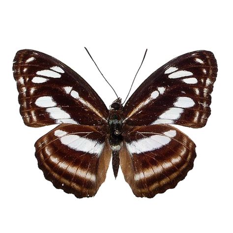 Athyma Maenas Subspecies Biomes