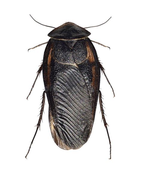 Cockroach Egyptian Desert Roach Polyphaga Aegyptiaca Stock Image