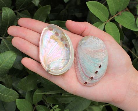Abalone Sea Shell Aromatic Waterfall