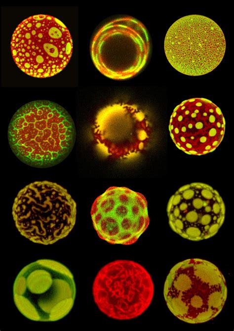 Giant Unilamellar And Multilamellar Vesicles Liposomes Nikon Small