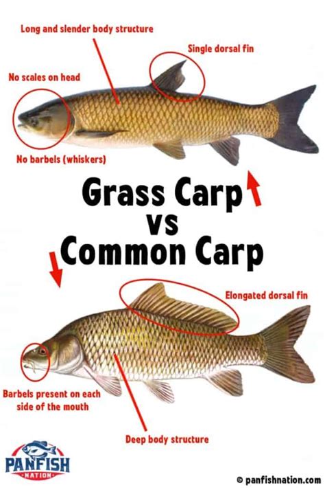 Grass Carp Vs Common Carp Differences And Tips • Panfish Nation