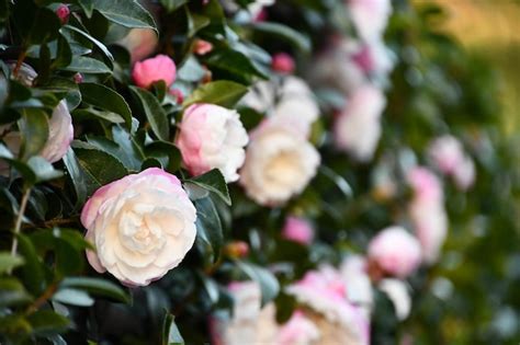Premium Photo Sasanqua Camellia