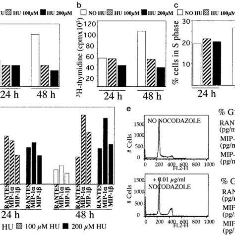 Cell Cycle Arrest In G1 But Not In G 2 Results In Increased