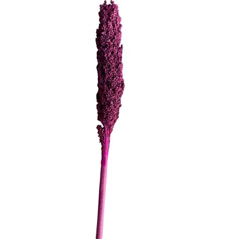 Dry Fuchsia Sorghum Small Preservedusa Dry Fuchsia Sorghum Small