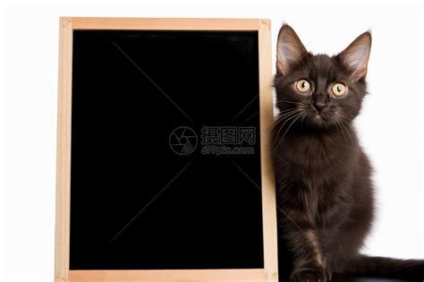 黑板旁的小黑猫高清图片下载 正版图片600352323 摄图网