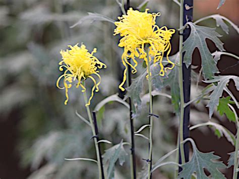 伊勢菊 菊中菊古典菊 Chrysanthemum Morifolium Cv Ise かぎけん花図鑑