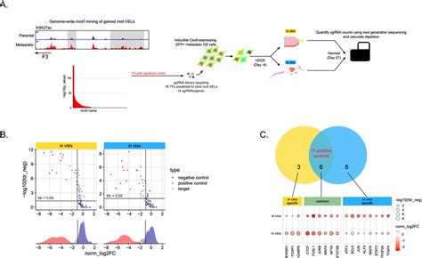 Targeted Crispr Screen Reveals Condition Specific Transcription Factor Download Scientific