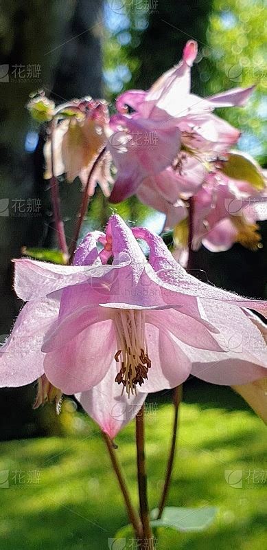 花园里有粉红色的耧斗菜特写镜头