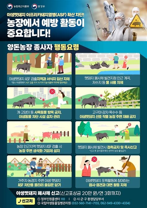 영천시 아프리카돼지열병 방역대책 총력 대응