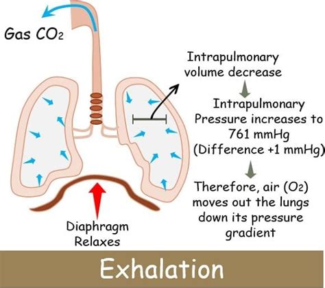 Difference Between Inhalation And Exhalation With Comparison Chart