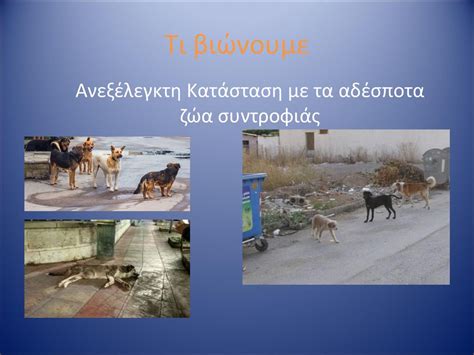 Αδέσποτα ζώα συντροφιάς Ppt κατέβασμα