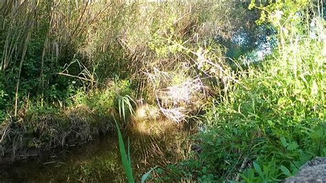 Раннее утро Пение птиц Релакс Youtube