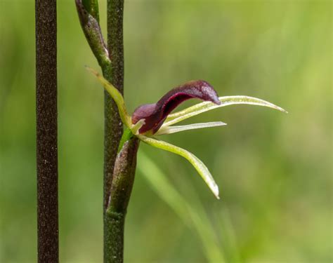 Sexual Deception Life In A Southern Forest