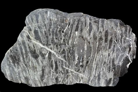 69 Polished Fossil Chain Coral Halysites Russia 91883 For Sale