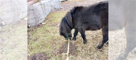 Пони купить в Тбилисской Животные и зоотовары Авито