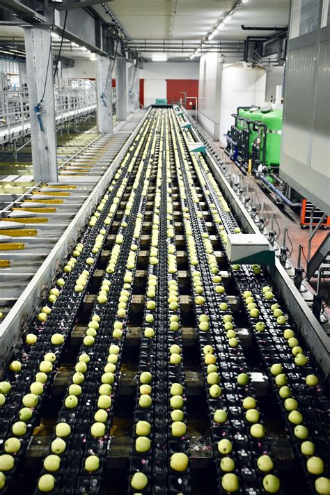 10 Innovations Enhancing Efficiency In Produce Processing Processor