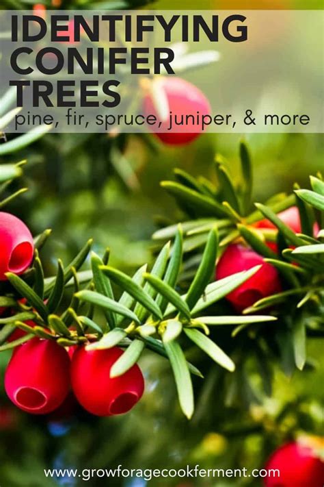 How To Identify Conifer Trees Pine Fir Spruce Juniper And More