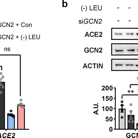 Increased Ace2 Expression In Response To Leucine Deprivation Is