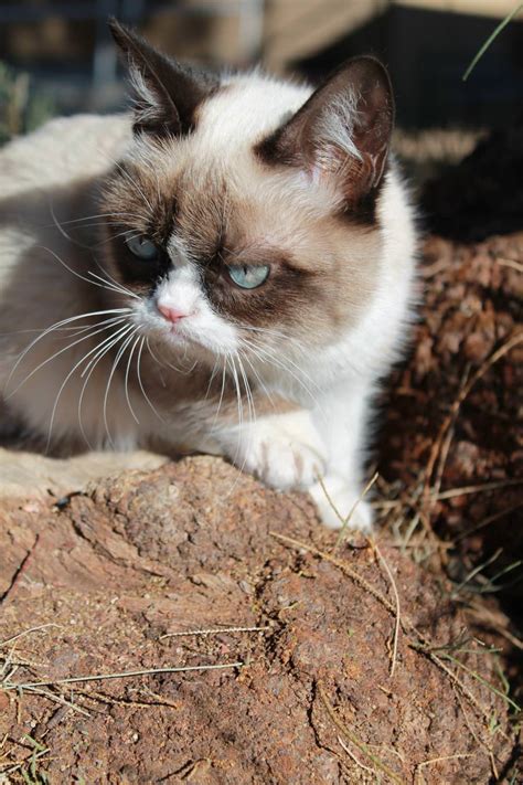 Happy New Year Grumpy Cat®