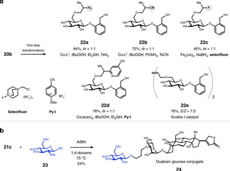 Product Derivatization A Derivatization Of 20b B Derivatization Of Download Scientific Diagram