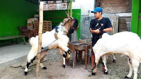 Budidaya Ternak Kambing Jawa Randu