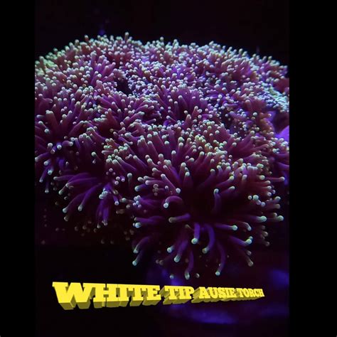 Free White Tip Torch Coral Deep Blue Marine Emporium