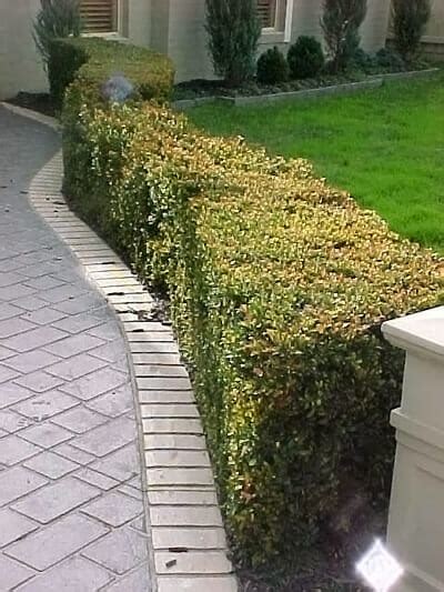 Dwarf Lilly Pilly Native Australian Hedge For Sale