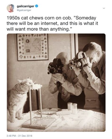 Cat Image Thread Or Cats Are Civilization Questionable Questing