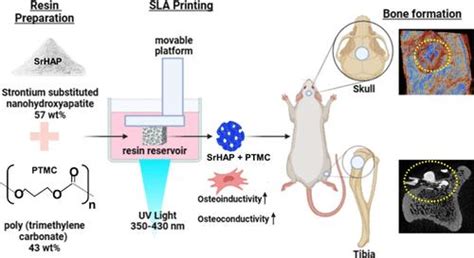 含锶取代的纳米羟基磷灰石用于骨再生的可生物降解 3d 打印复合支架 Acs Applied Materials And Interfaces X Mol
