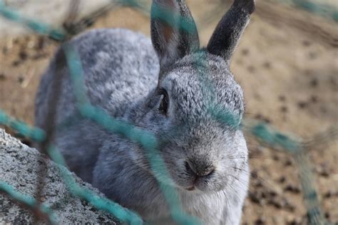 那須高原 南ヶ丘牧場 こちらを見るウサギさん🐰 人懐っこい子でこちらに近づいてきました 那須高原にも春の足音が 今週の平日は暖かくなりそう