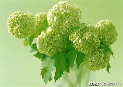 思緒 山谷幽蘭 每日頭條