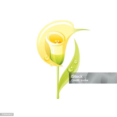 칼라 릴리 꽃 꽃 아이콘 현실적인 만화 귀여운 식물 꽃 봄 여름 정원 기호입니다 인사말 카드 T 셔츠 인쇄 장식 디자인에 대한 벡터 일러스트레이션 격리된 흰색 배경 0명에