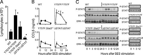 Genetic Modification Of Gp130 Mediated Stat3 Signals In Vivo Affects T