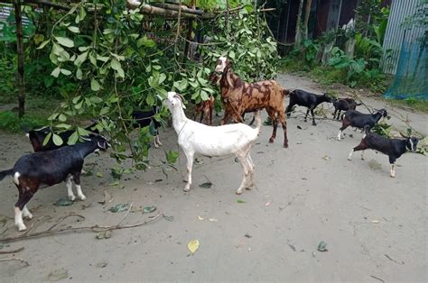 ছাগলী পালন।। ছাগল পালন।। Goat Farming In India।।