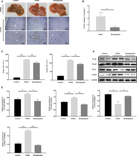 Byakangelicin Alleviates Liver Injury In A Carbon Tetrachloride‐induced